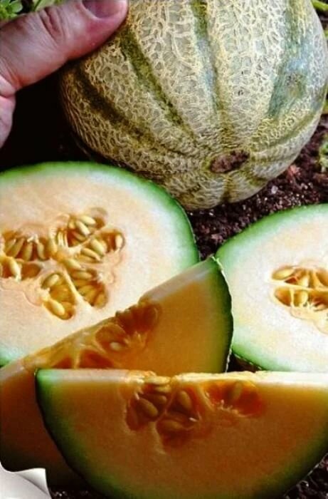 Коллекционные семена дыни Апельсиновая