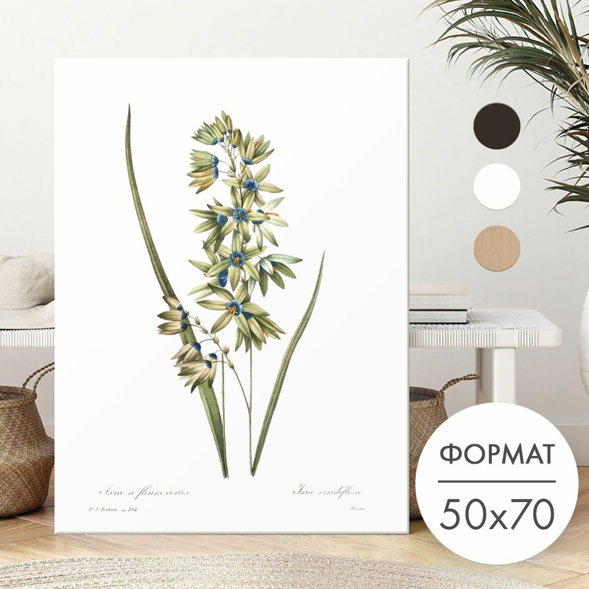 Постер 50х70 без рамки "Ботаническая иллюстрация растение" для интерьера