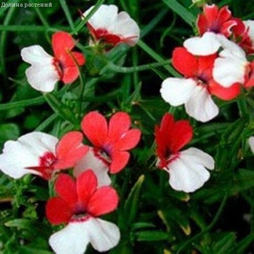 Немезия Макарена (0,05 гр.), Агрофирма Поиск, Россия