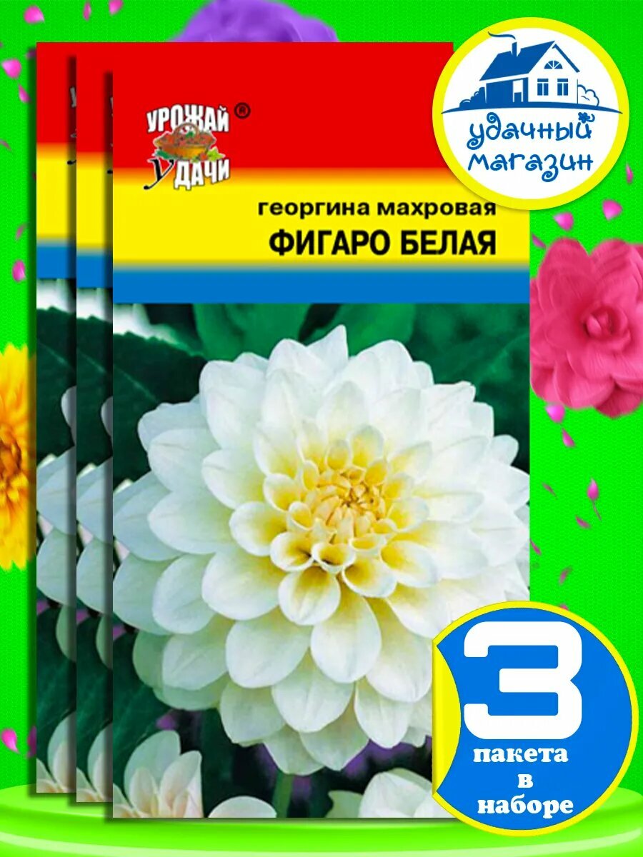 Семена георгинов низкорослые махровые