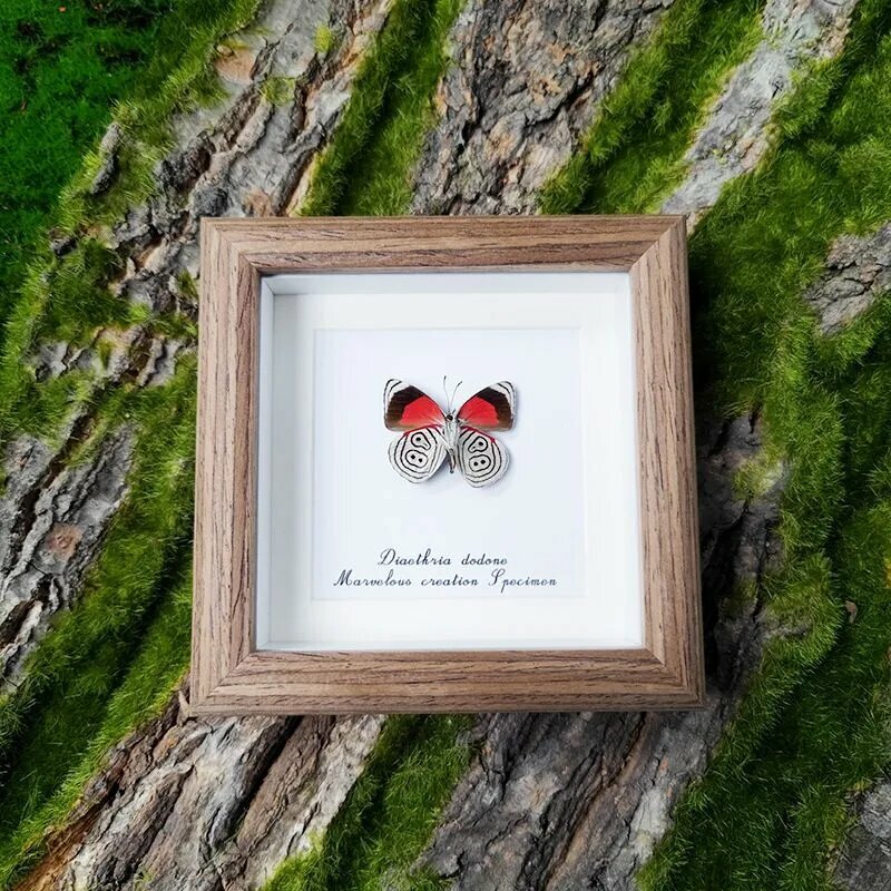 Бабочка в рамке