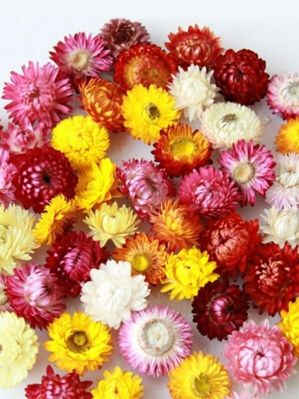 12 штук хризантема Сухоцветы , сушеные цветы для эпоксидной смолы
