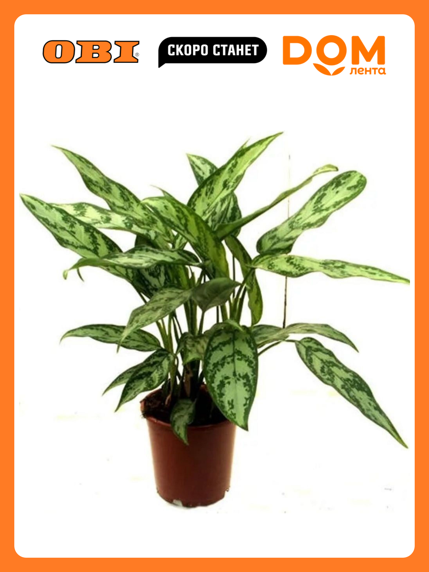 Растение Аглаонема, декоративно-лиственное, горшок D12, высота 45 см