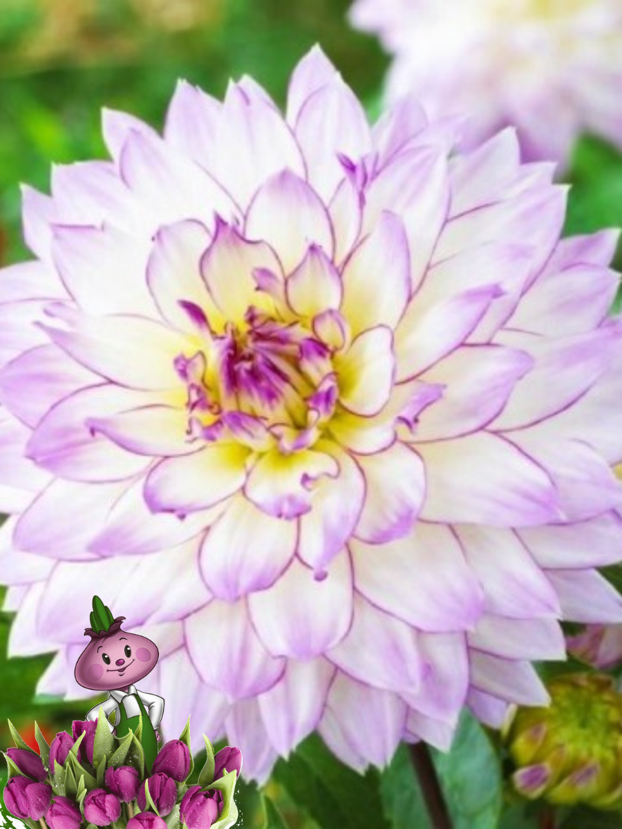 Клубни цветов, chipollino flowers, Георгина CRAZY LOVE (1 клубень)