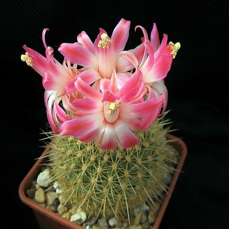 Матукана, Matucana Roseoalba, Розовая Альба, кактусы, семена