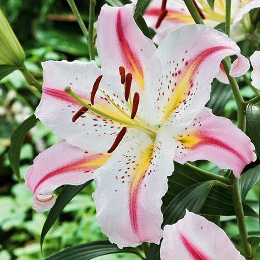 Лилия восточная Бергамо луковицы, клубни, корни цветов