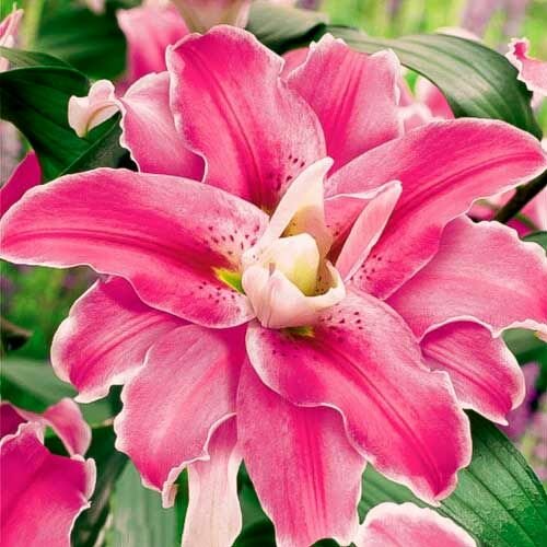 Лилия восточная махровая Лулу; Луковица