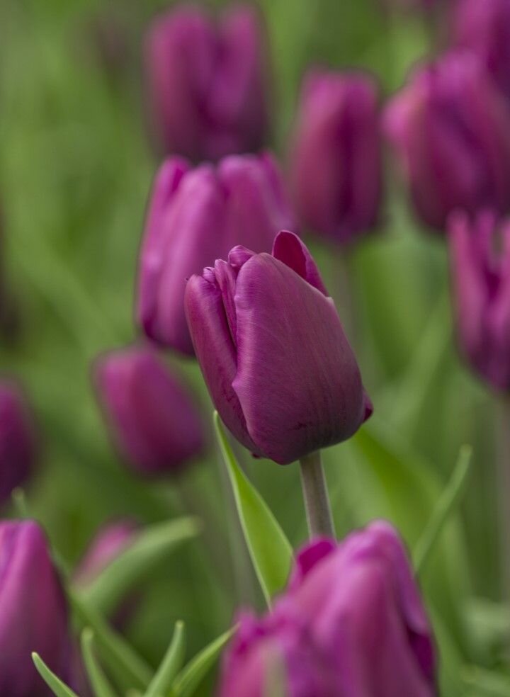 Тюльпан Триумф Пурпл Рэйн 5 шт.