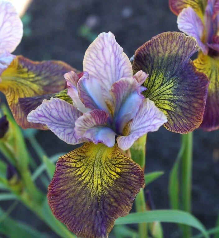 Ирис сибирский Анбаттонд Зипперс луковицы, клубни, корни цветов