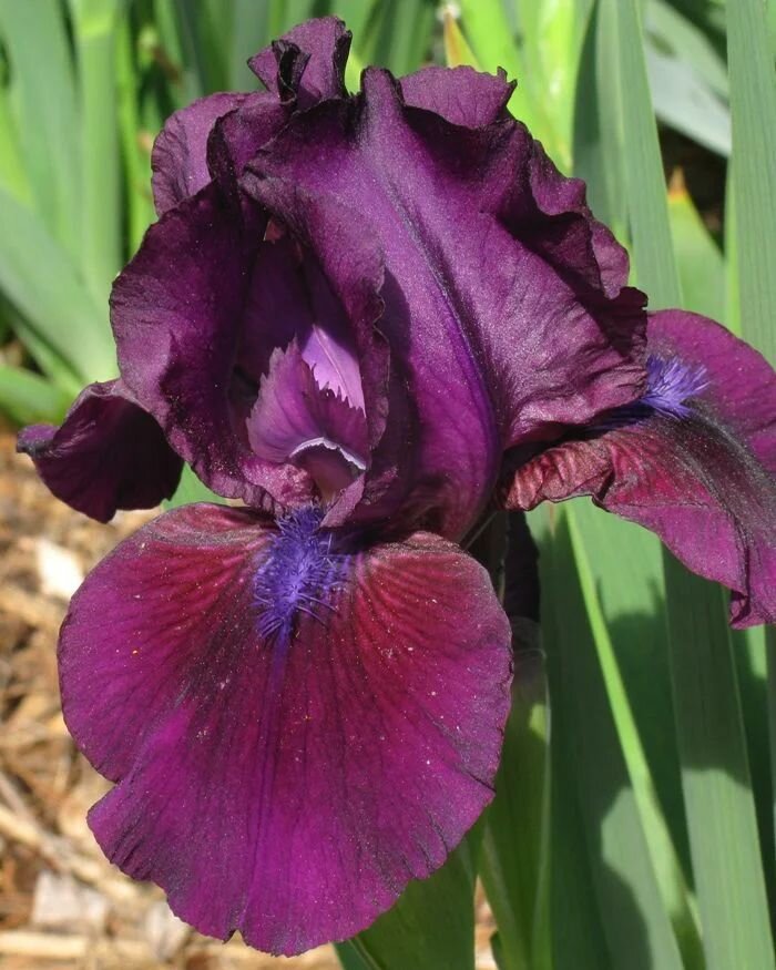 Ирис сибирский Пурплишес луковицы, клубни, корни цветов