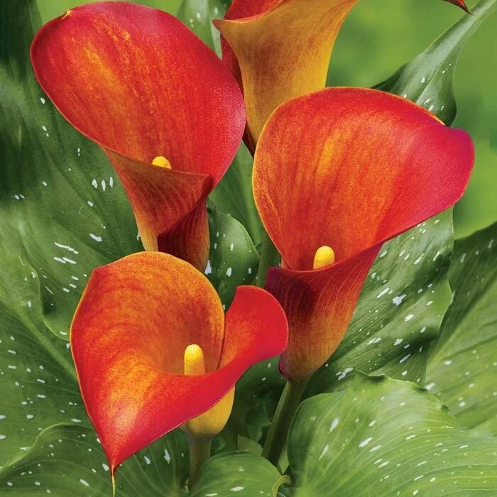 Калла Тринити 1шт