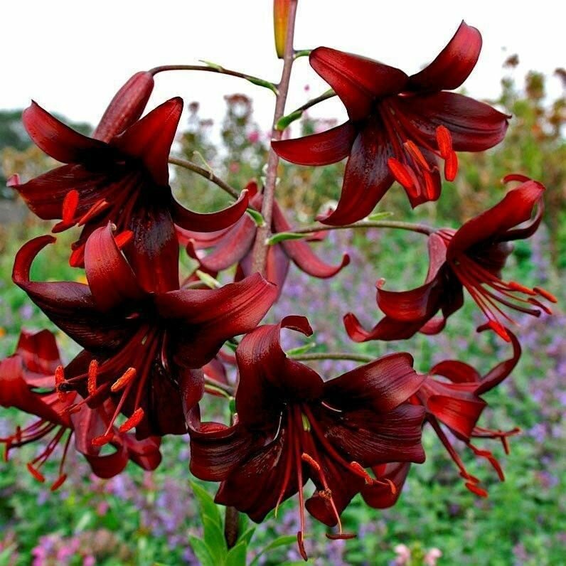 Лилия Найт Флайер 1 шт