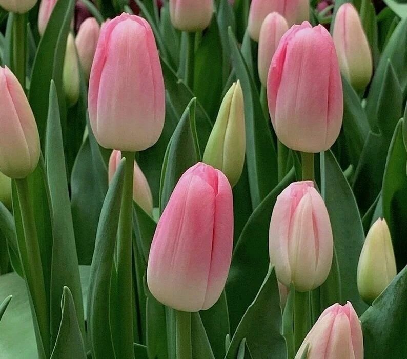 Тюльпан Династия 5 шт.