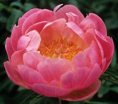 Пион Abalone Pearl 1 шт.