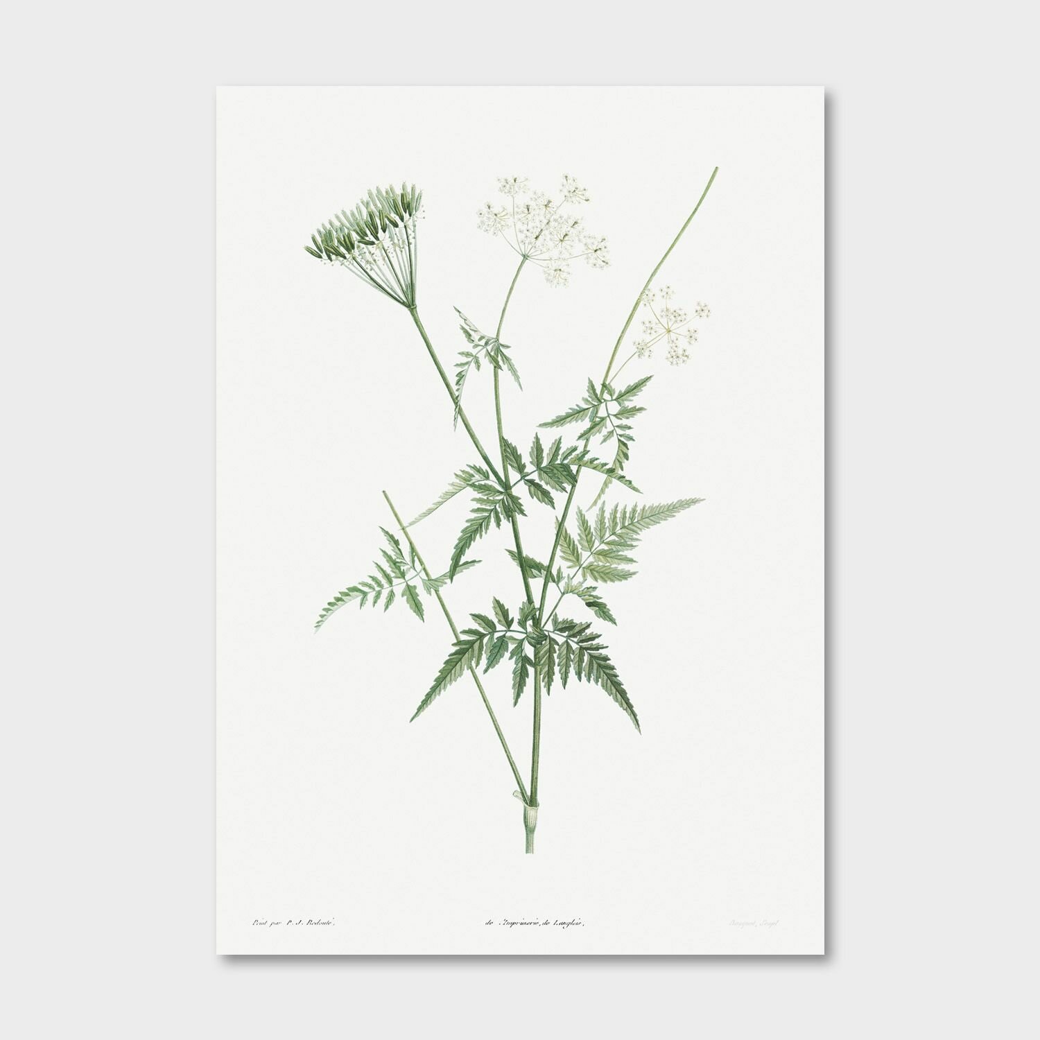 Постер для интерьера Postermarkt, Иллюстрация Растения №4, 50х70 см
