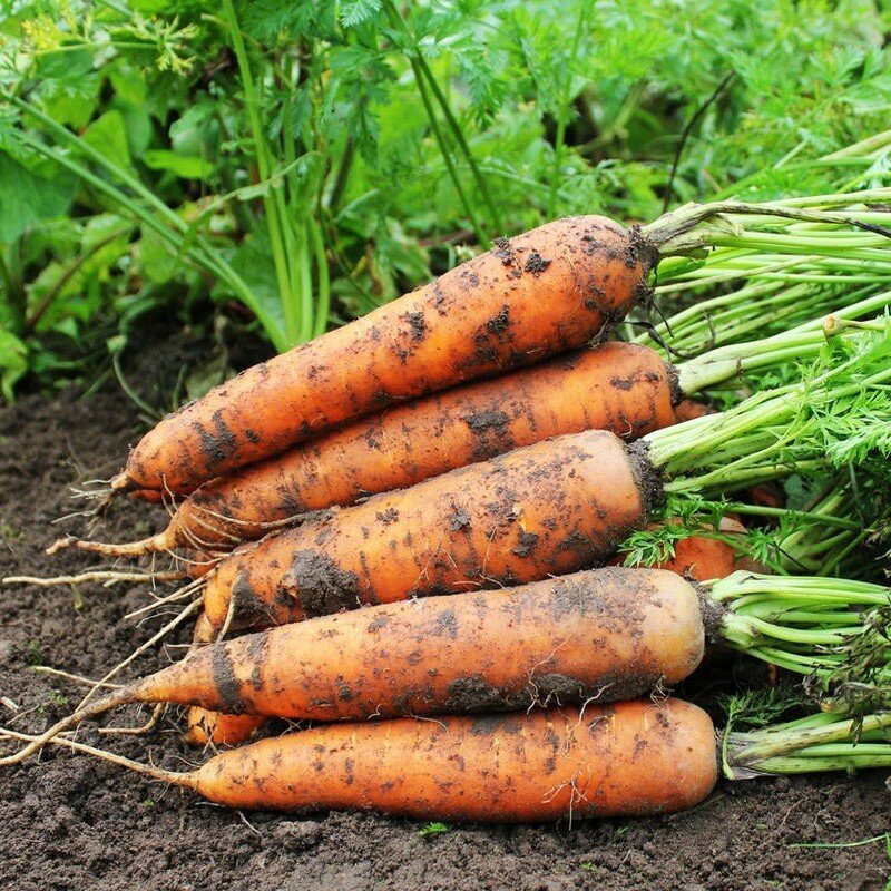 Морковь витаминная (лента) (8 М.), Агрофирма Поиск, Россия