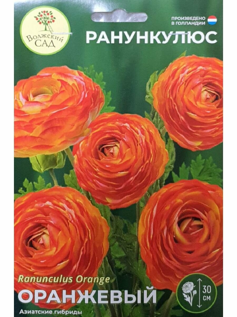 Ранункулюс Оранжевый