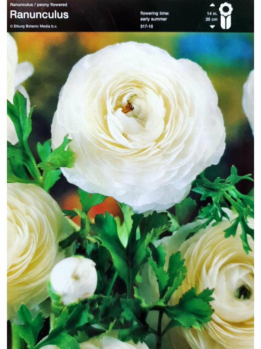 Ранункулюс Белый (ручная фасовка), Голландия