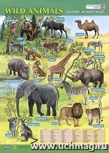 _Плакат(Учитель)_А2 Англ. яз. Дикие животные (КПЛ-256)