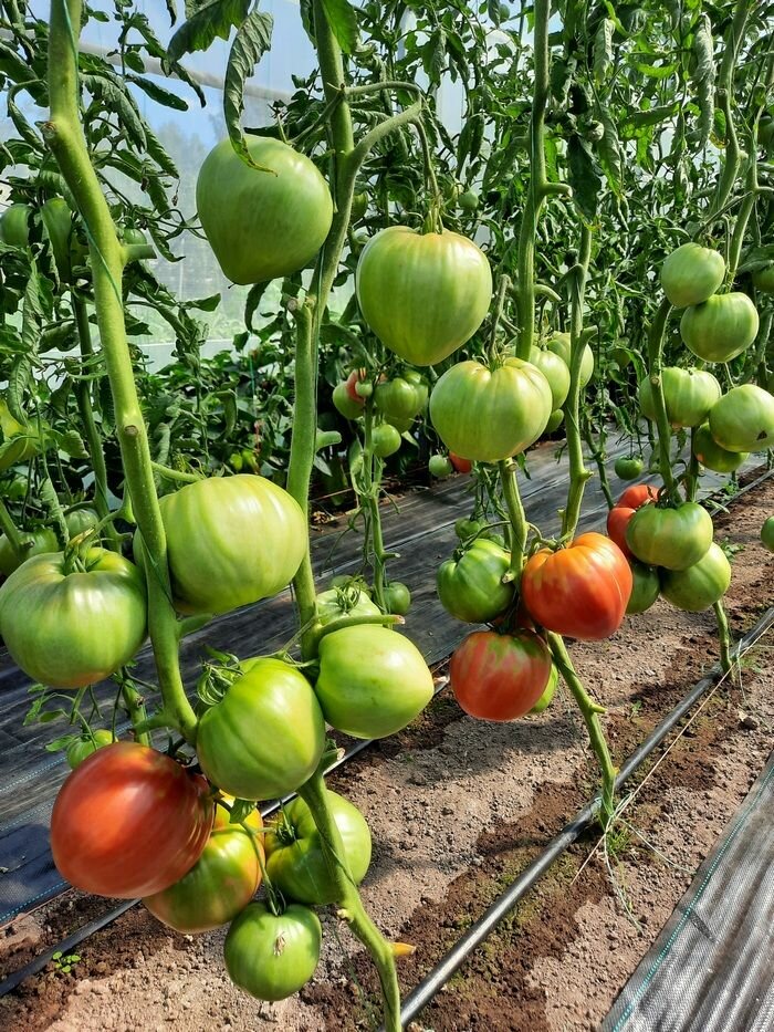 Коллекционные семена томата Минусинские от Веры