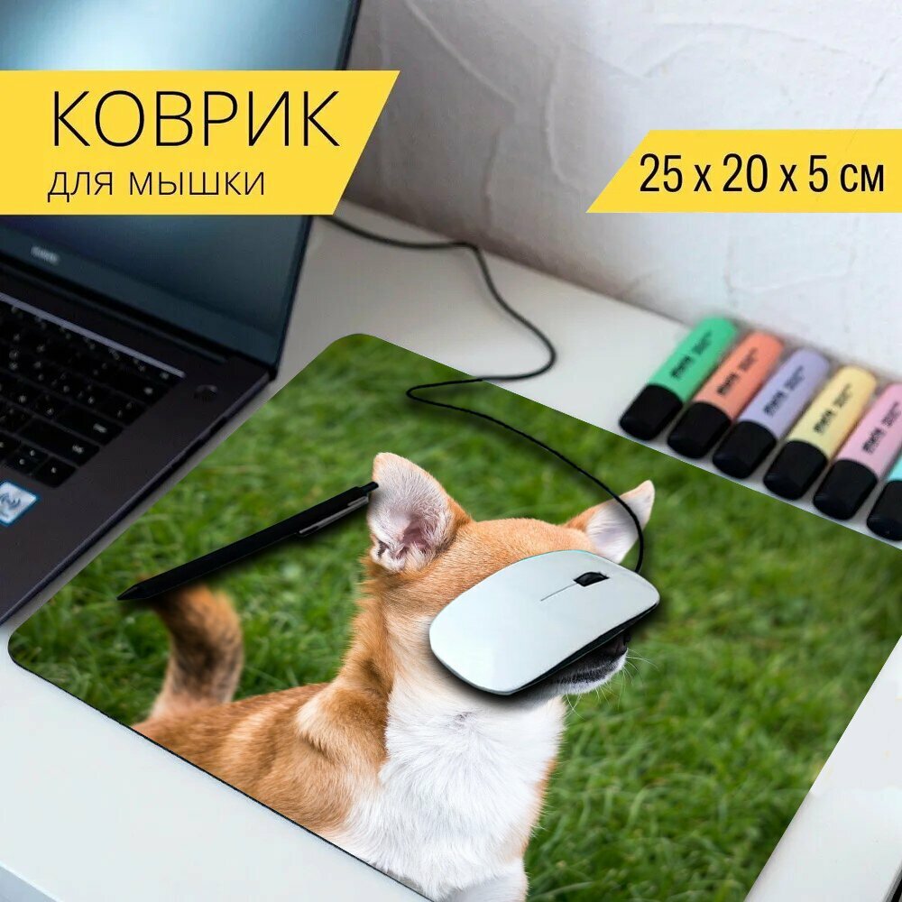 Коврик для мыши с принтом "Чиуауа, собака, чивава" 25x20см.
