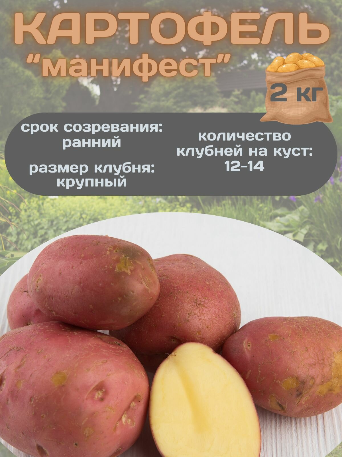 Картофель семенной Манифест 2 кг, на посадку