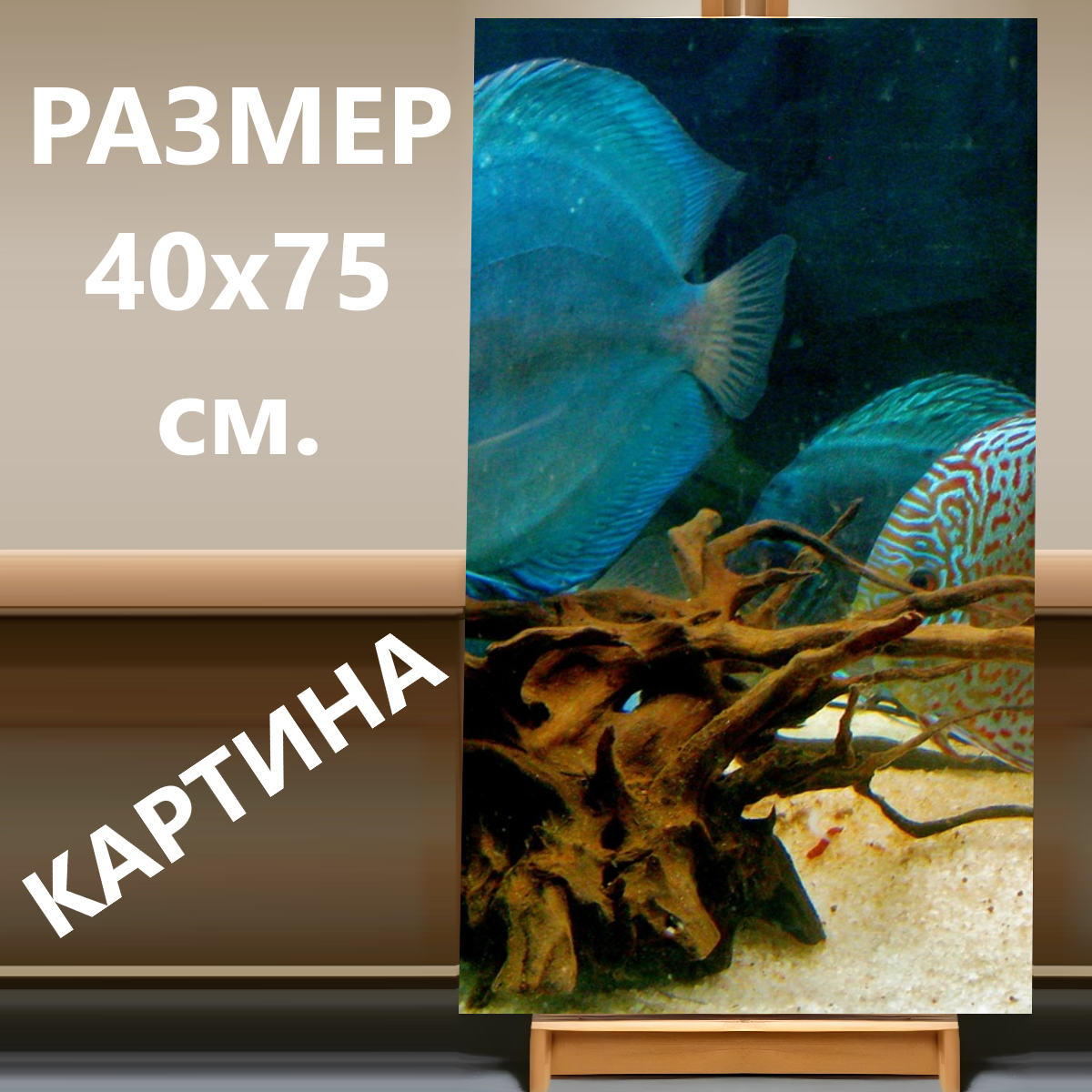 Картина на холсте "Дискус, рыбы, аквариум" на подрамнике 75х40 см. для интерьера