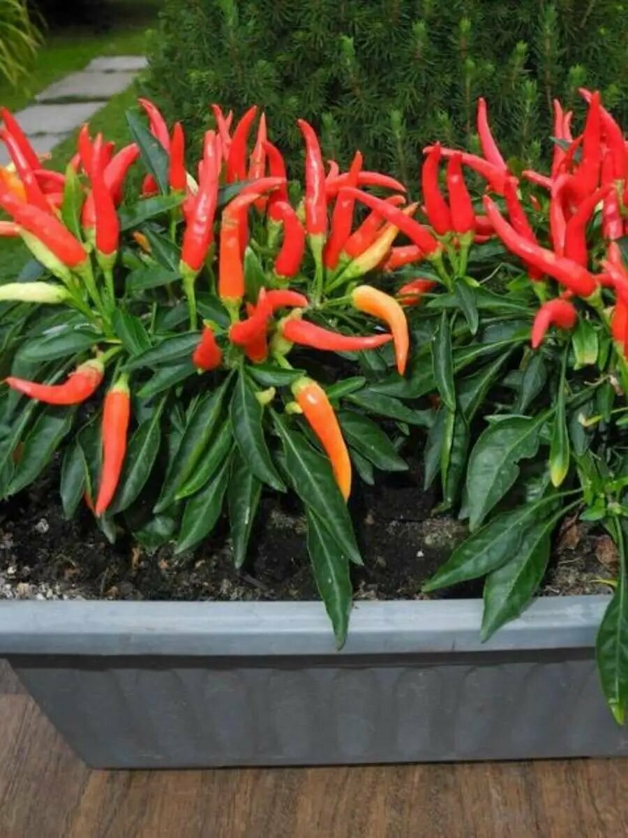 Коллекционные семена перца сладкого Яркие лучи