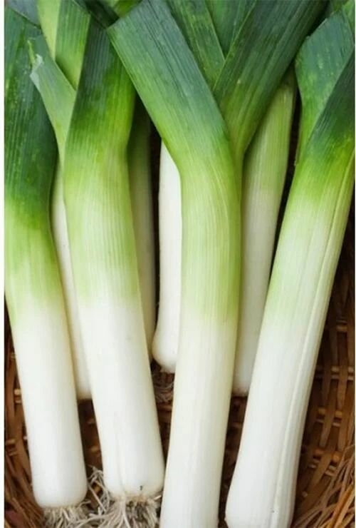 Коллекционные семена лука порей Камус