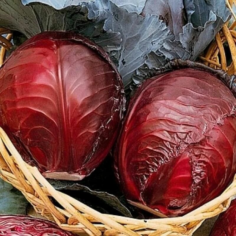 Коллекционные семена капусты к/к Ауторо F1