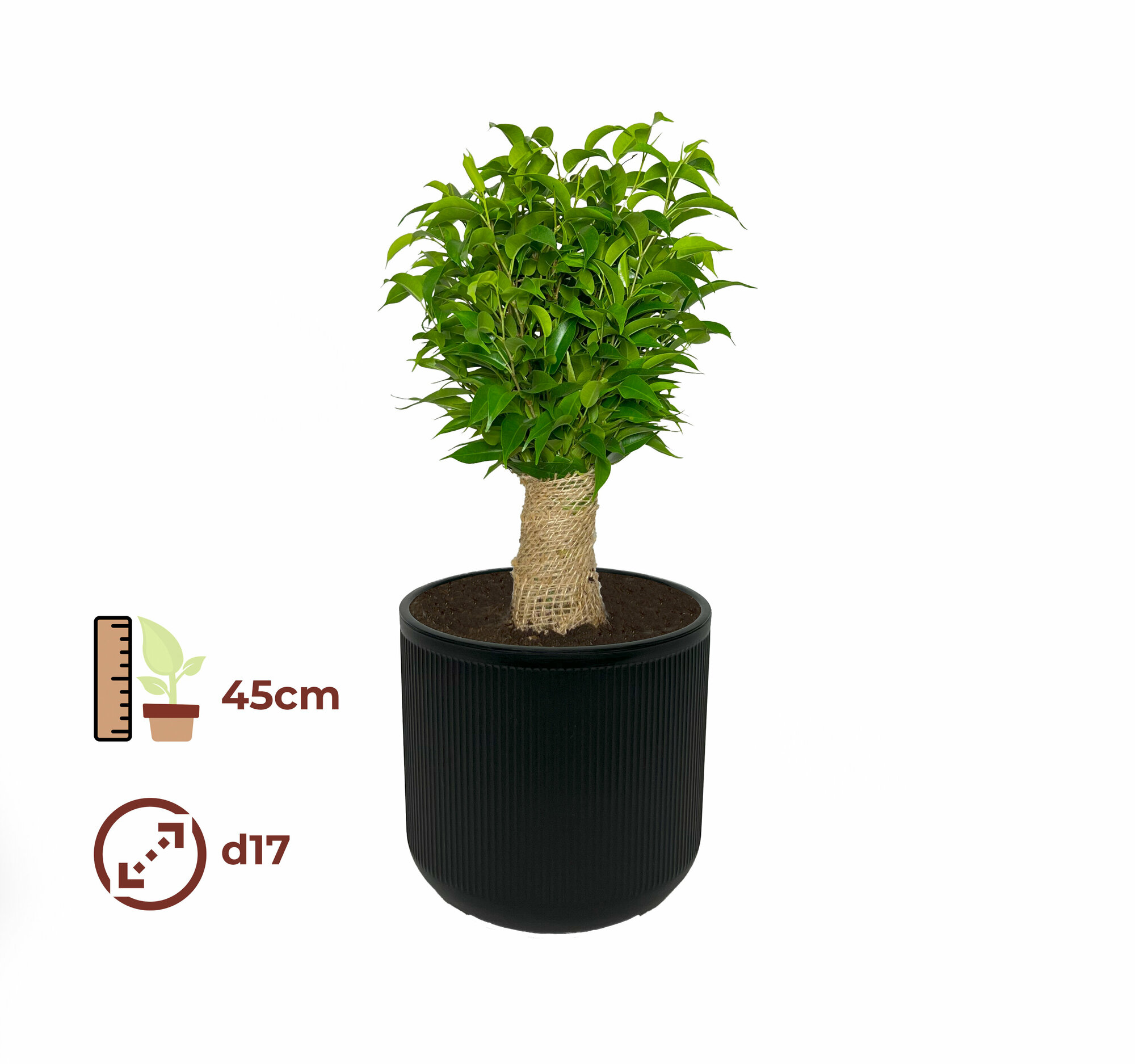 Фикус Бенджамина Наташа 17/45, цвет кашпо черный