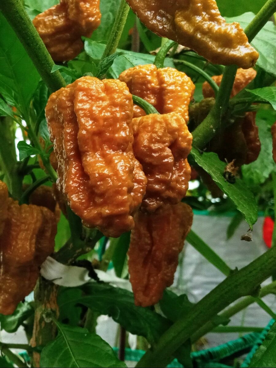 Семена Острый перец Bhut Jolokia mustard, 5 штук