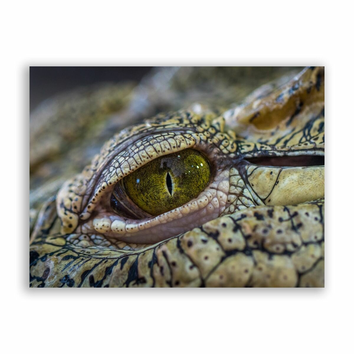 Постер, плакат на бумаге / Крокодил - Глаз / Размер 30 x 40 см