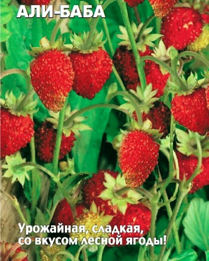 Семена Земляника Али-Баба