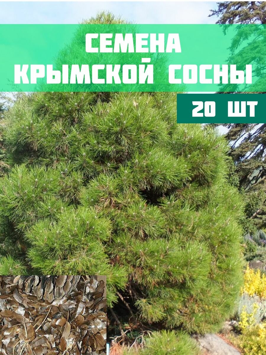 Семена крымской сосны 20 шт хвоя