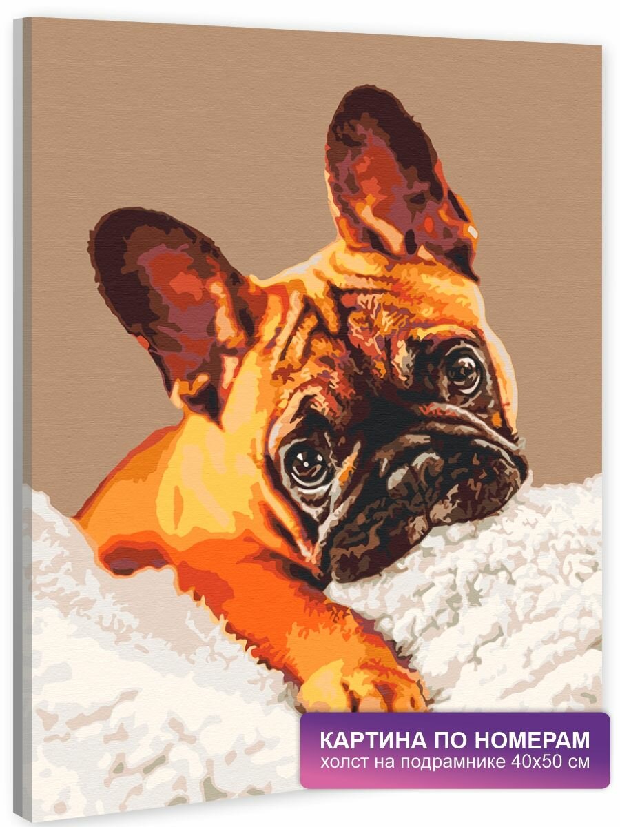 Картина по номерам на холсте с подрамником 40х50 см. Природа, животные, рыбы, птицы. Собаки, щенки. "Французский бульдог", арт. 4402/