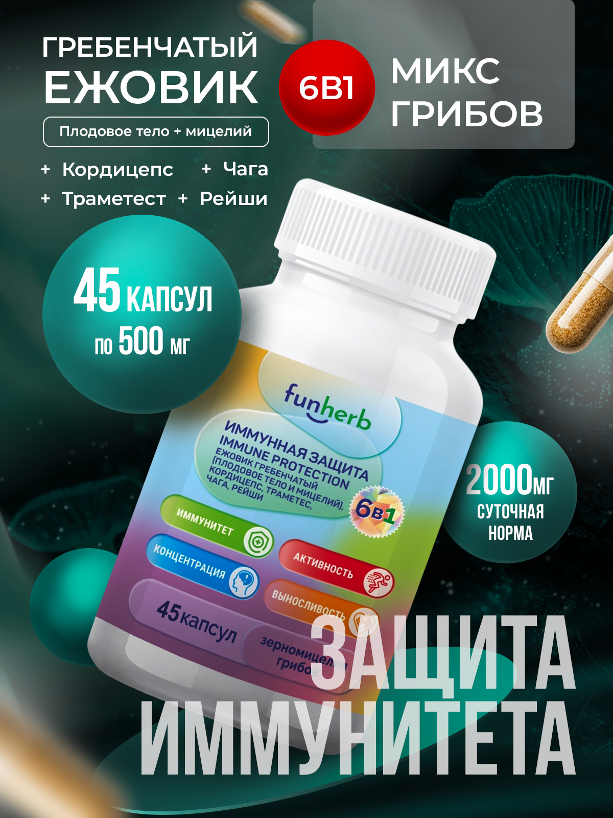 Сбор грибов для иммунитета - ежовик, кордицепс, траметес, чага, рейши