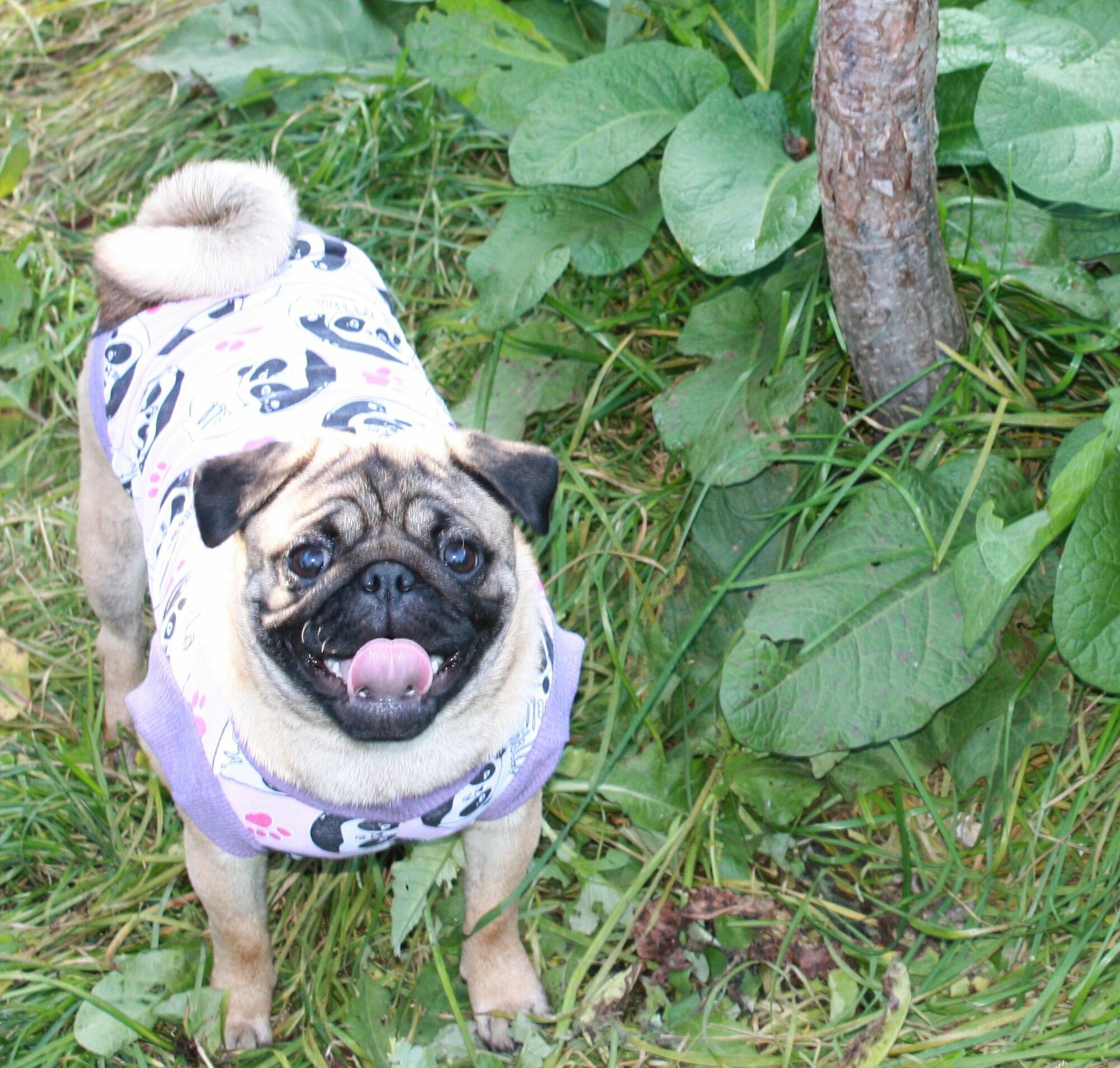 Футболка для собак и кошек