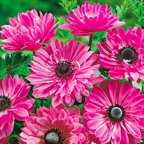 Анемона Адмирал, махр, 15 шт