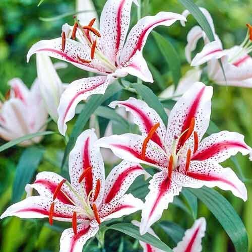 Лилия восточная Тайгер Вудс; Луковица