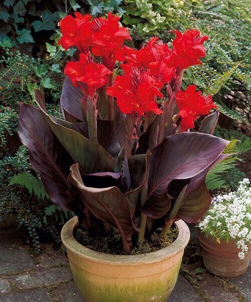 Канна Eric Newbert 1 шт. луковицы, клубни, корни цветов