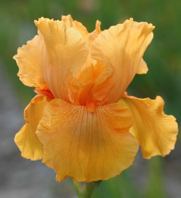 Ирис бородатый Скайфайер луковицы, клубни, корни цветов