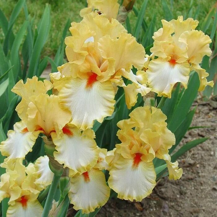 Ирис бородатый Олимпийское золото луковица