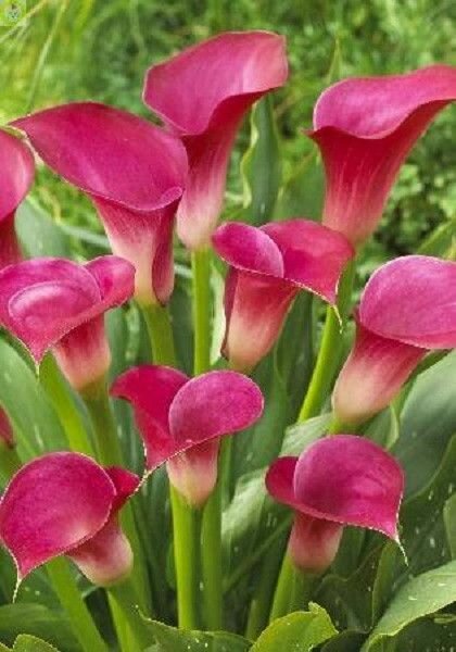 Калла Пинк Дживел 1шт