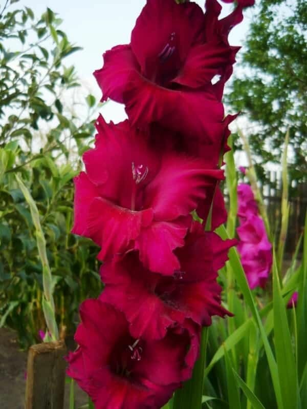 Гладиолус Дот Ком 1шт