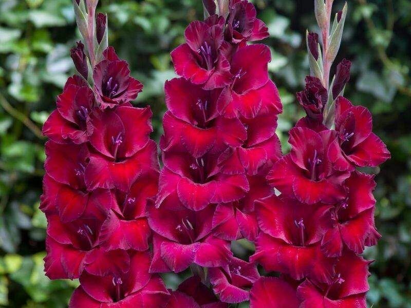 Гладиолус Дон Луиджи 1шт