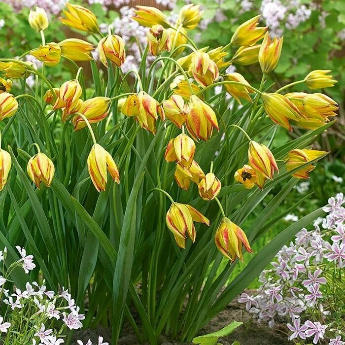 Тюльпан Орфанида Флава 5 шт.