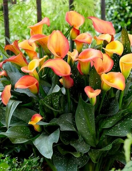 Калла Монинг Сан 1шт