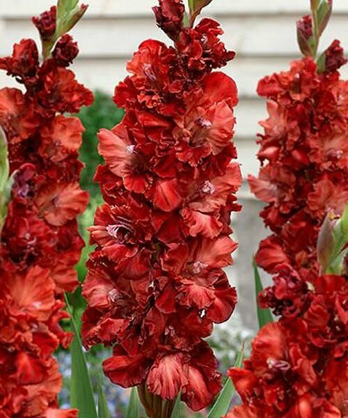 Гладиолус Омск 1 шт