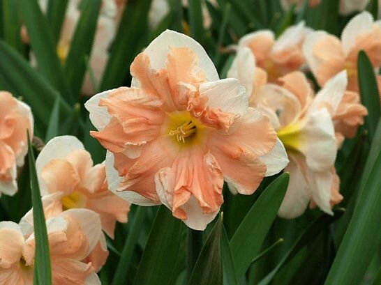 Нарцисс Эприкот Вирл 8 шт